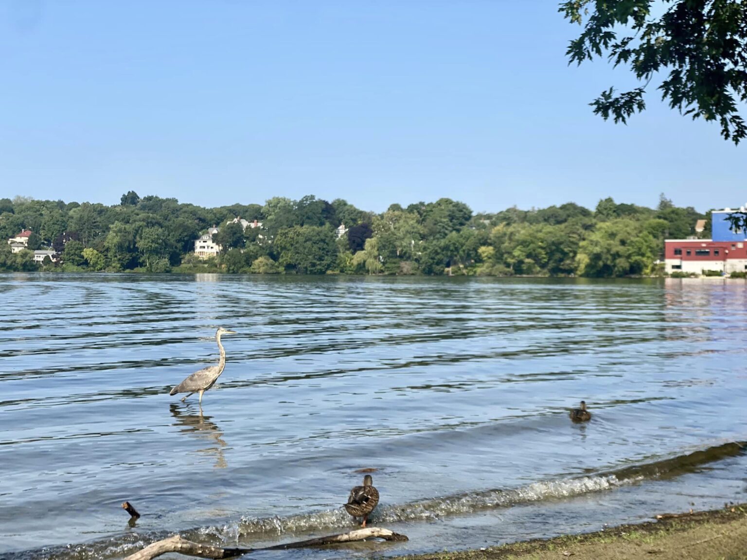 Spy Pond Arlington - A Charming Town's Piece of Sanctuary